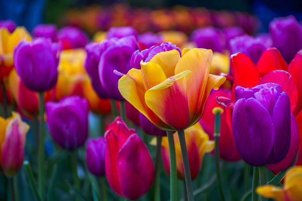 Tulip Valley Farms: The Valley's Only U-Pick Tulip Field - Skagit ...
