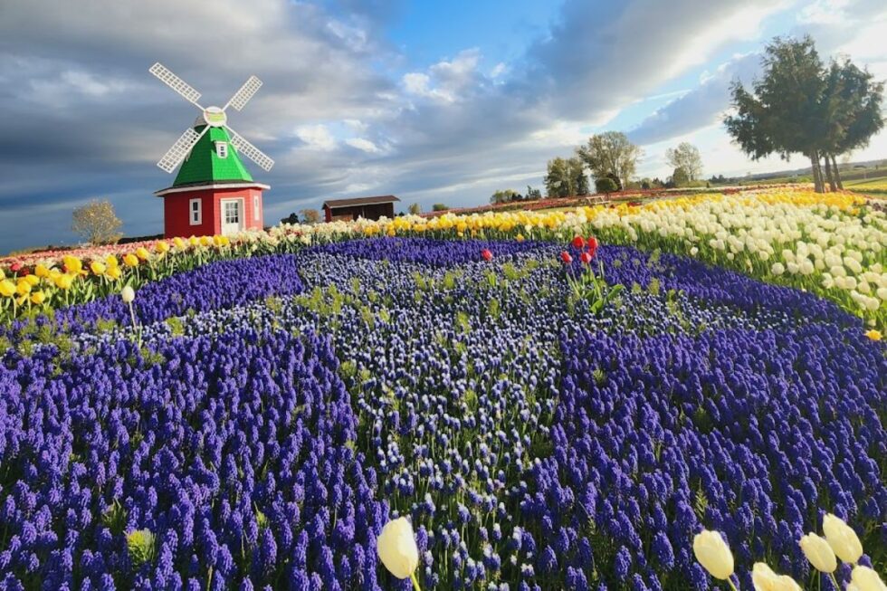 Tulip Farms & Tickets - Plan Your Skagit Valley Tulip Festival Visit
