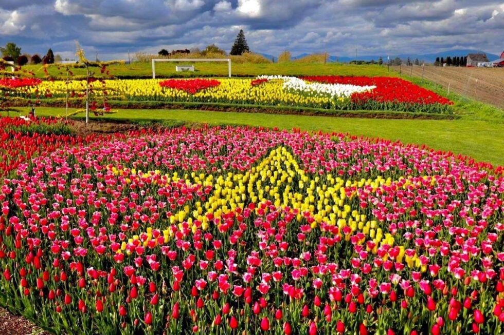 Tulip Farms & Tickets - Plan Your Skagit Valley Tulip Festival Visit