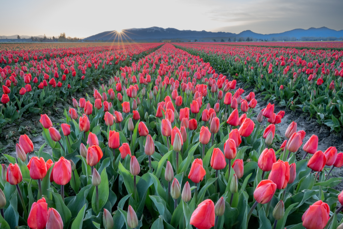 Events for October 2025 – Skagit Valley Tulip Festival