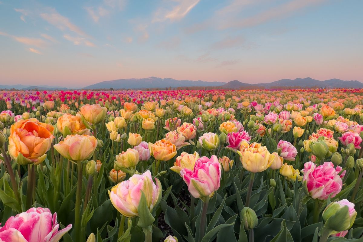 A Legacy in Full Bloom: The History of RoozenGaarde - Skagit Valley ...