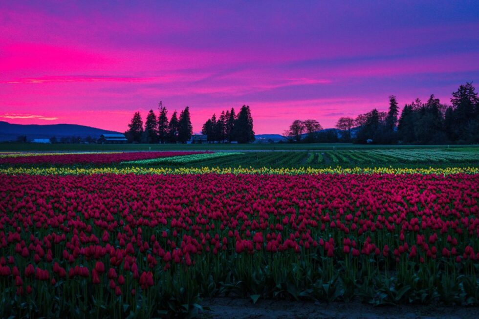 Tulip Farms & Tickets - Plan Your Skagit Valley Tulip Festival Visit