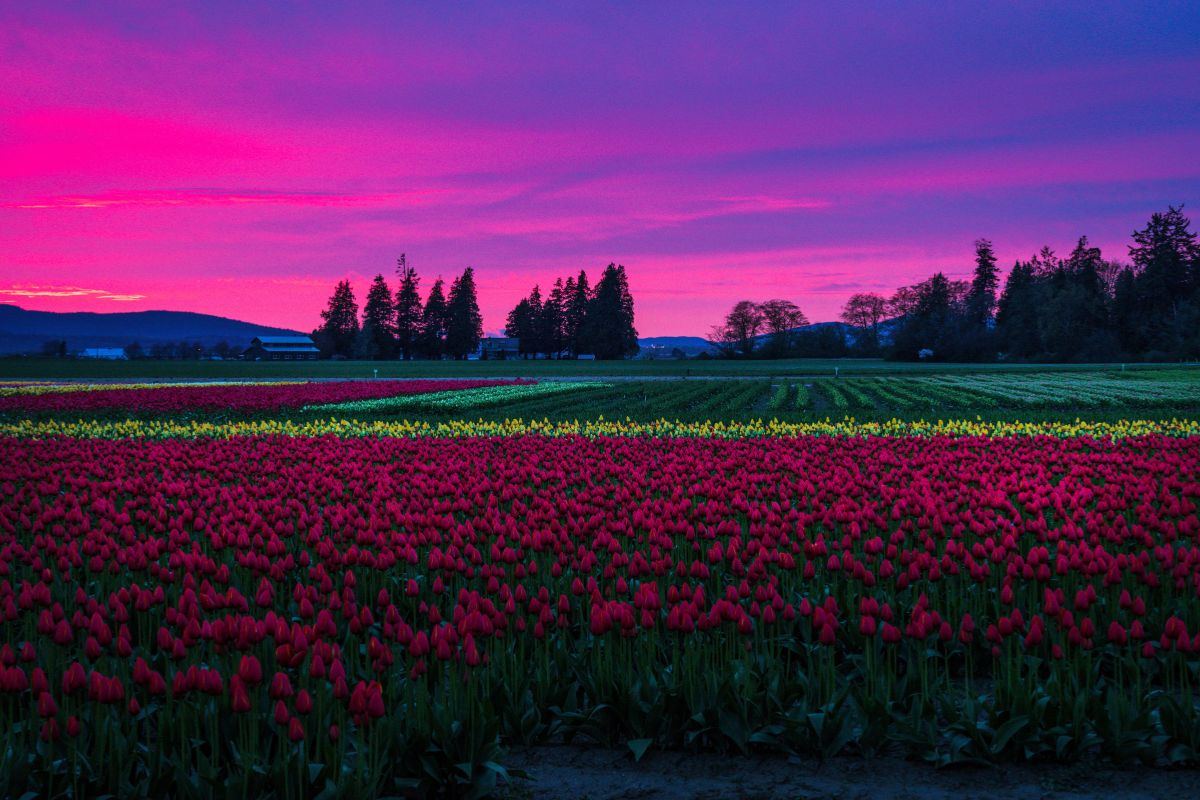 Tulip Farms & Tickets - Plan Your Skagit Valley Tulip Festival Visit