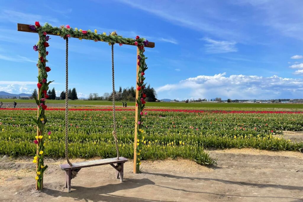 Skagit Valley Tulip Festival 3-Day Itinerary: The Ultimate Guide