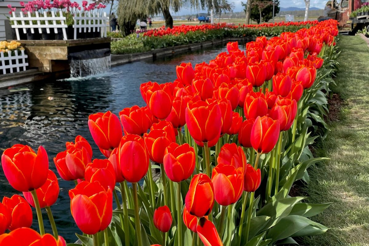 Tulip Farms & Tickets - Plan Your Skagit Valley Tulip Festival Visit