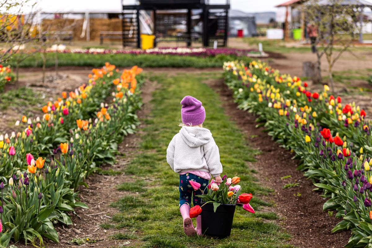 Tulip Farms & Tickets - Plan Your Skagit Valley Tulip Festival Visit