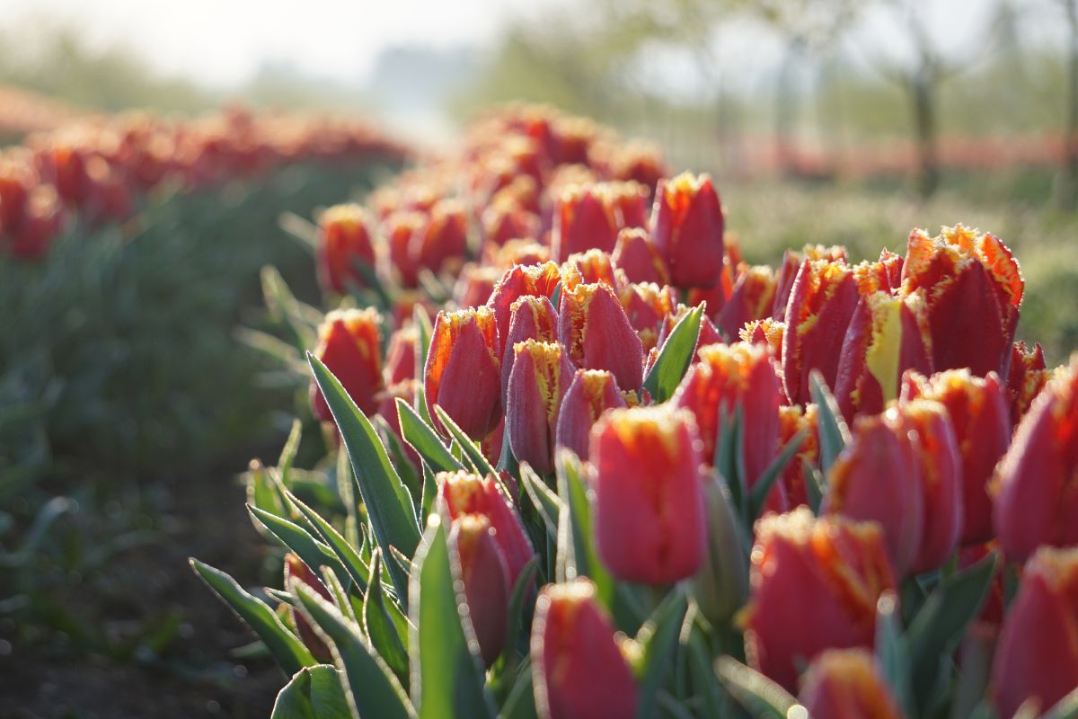 Tulip Farms & Tickets - Plan Your Skagit Valley Tulip Festival Visit
