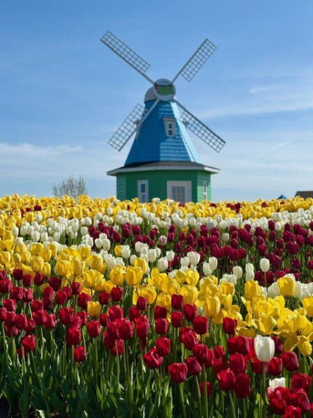 Tulip Valley Farms: The Valley's Only U-Pick Tulip Field - Skagit ...