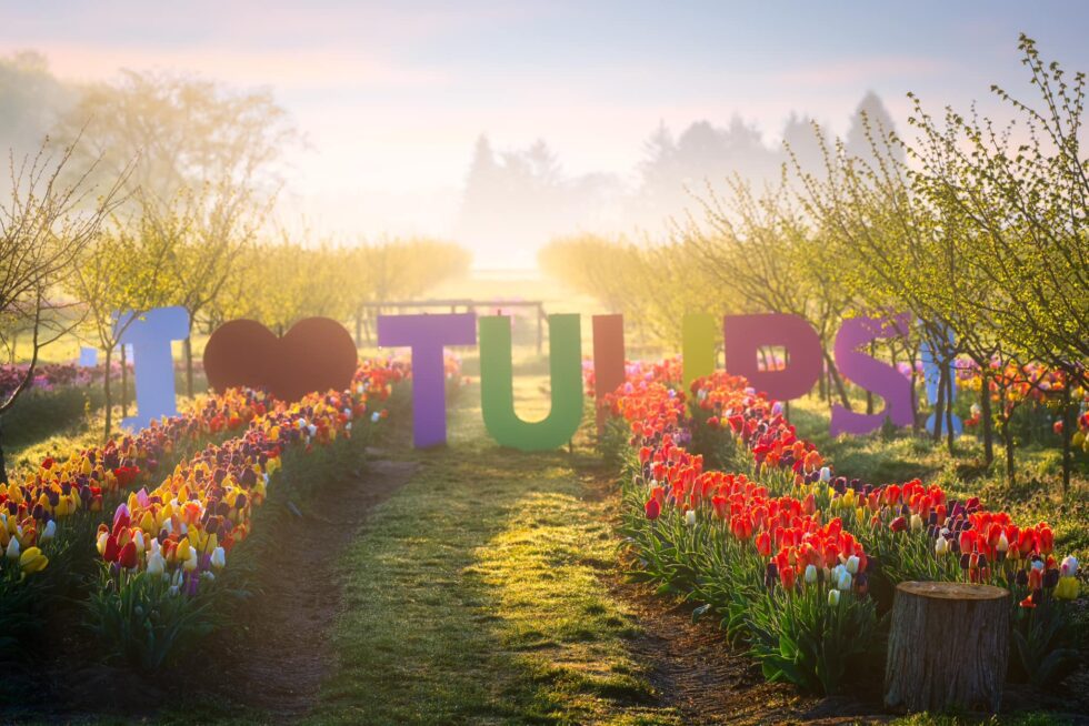 Tulip Town Skagit Valley: History, Highlights, and 2025 Festival Guide ...