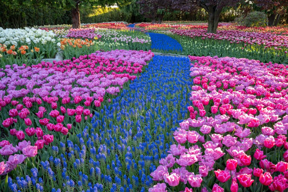 A Legacy in Full Bloom: The History of RoozenGaarde - Skagit Valley ...