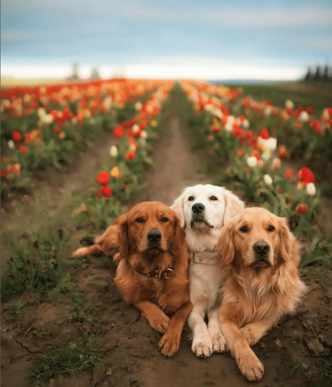 Tulip Town Skagit Valley: History, Highlights, and 2025 Festival Guide ...