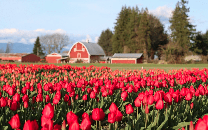 Tulip Town Skagit Valley: History, Highlights, and 2025 Festival Guide ...