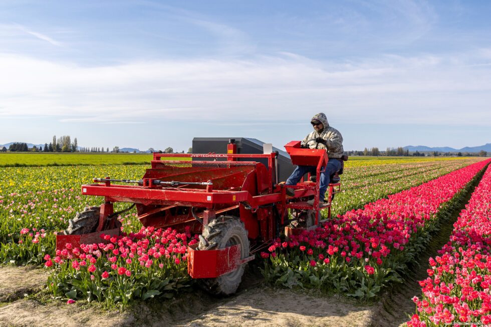 Tulip Valley Farms: The Valley's Only U-Pick Tulip Field - Skagit ...