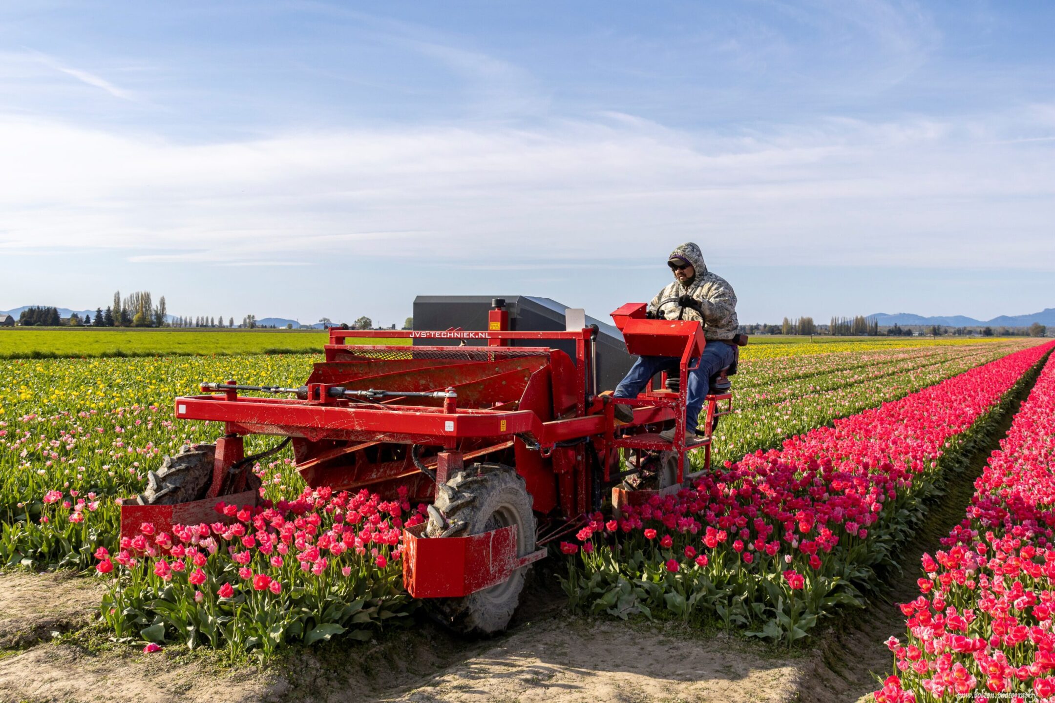 Plant, Bloom, Dig, Repeat! The Lifecycle of a Tulip - Skagit Valley ...