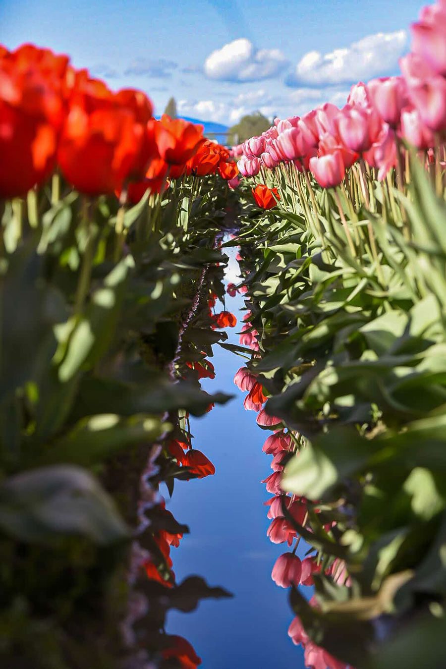 Interactive Map - Skagit Valley Tulip Festival